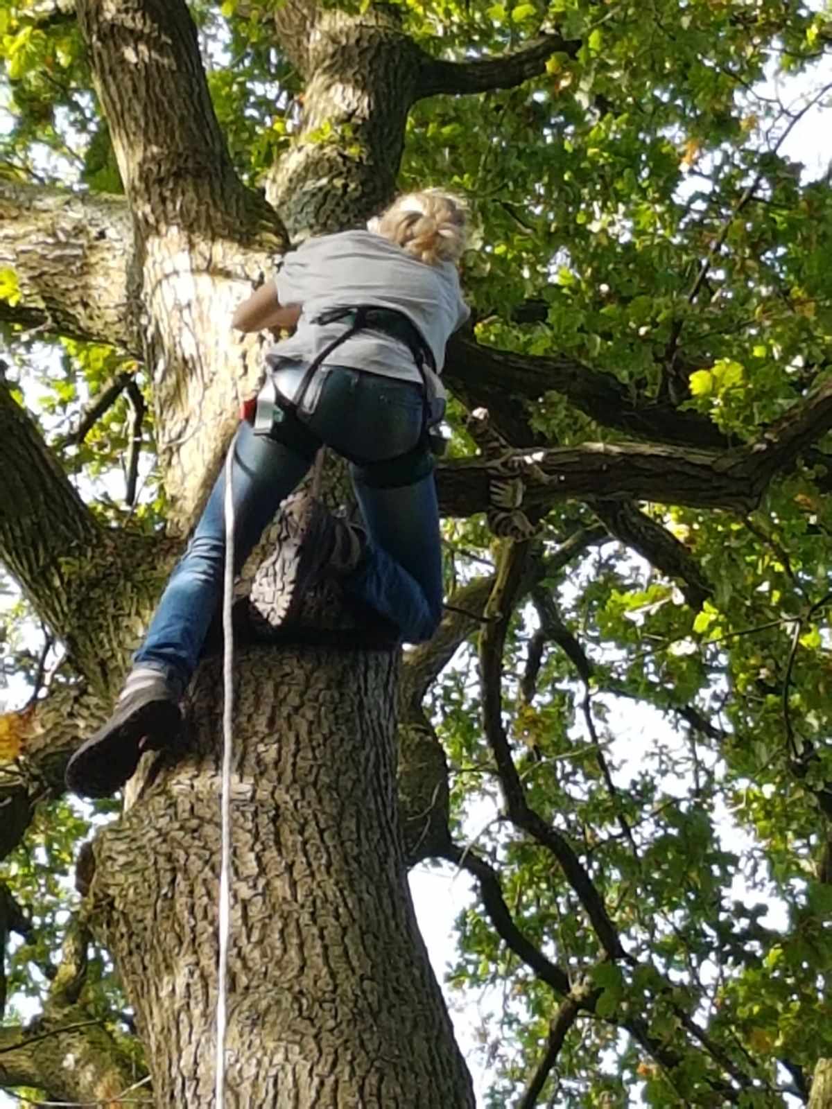 Max enters the tree – Official Blog