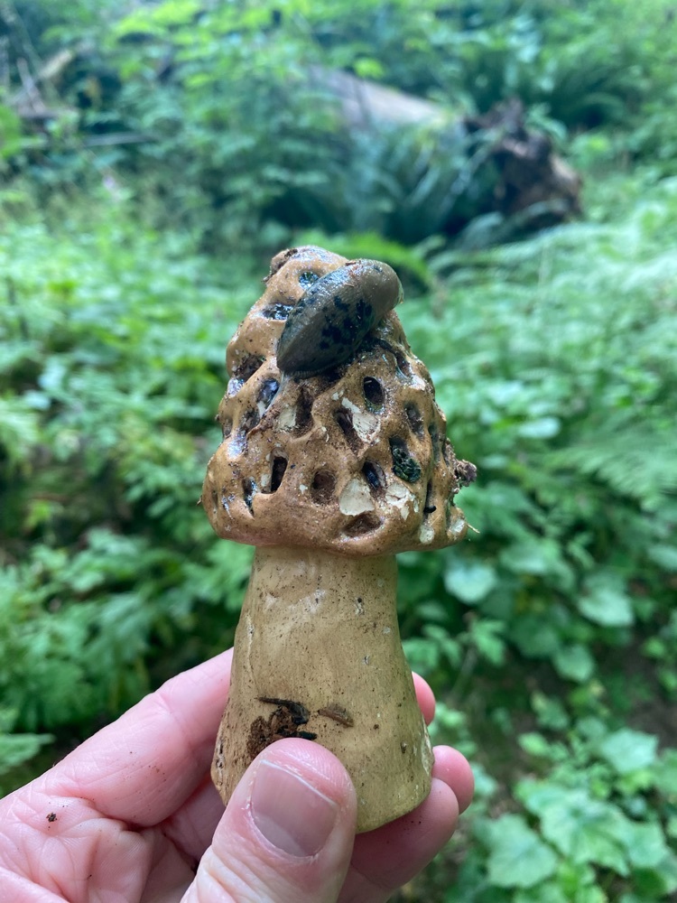 Cache Hiding Themes—March: plants and mushrooms – Official Blog